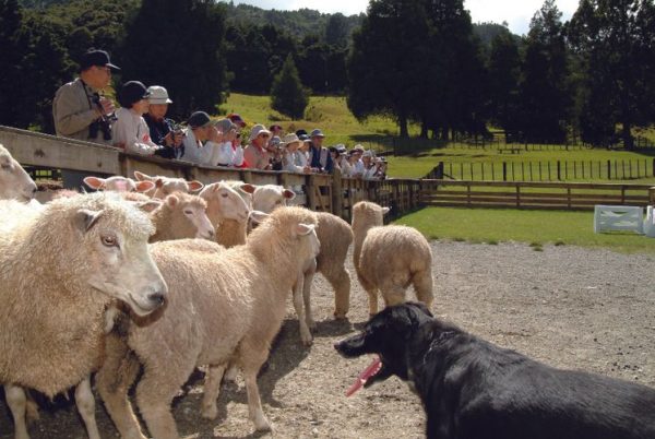 Sheepworld - One Mahurangi